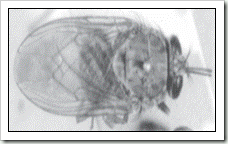 Flagellata - BIO SMANTRA